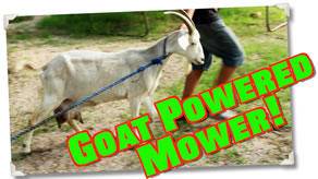 Free Lawn Mower Service | Simple Goat Powered Mower | Mow Grass & Kill ...